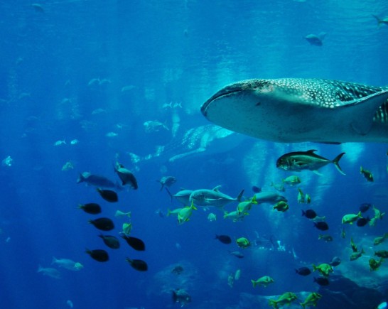 Welcome Week - Aquarium Excursion - Campus Living Villages